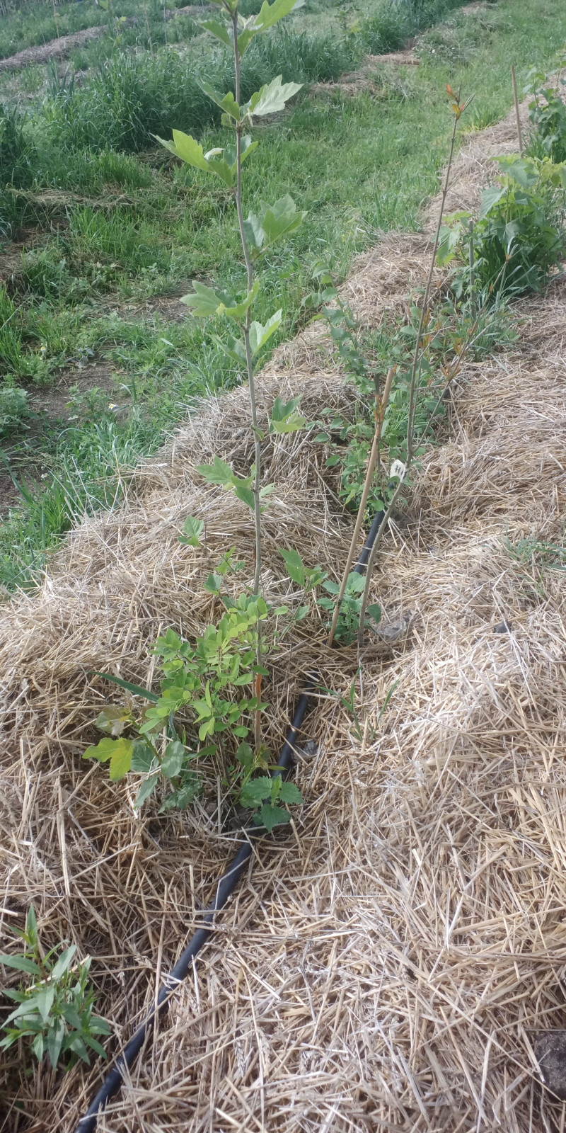 Exploring Hybrid Poplar Clones: Performance and Traits within a ...